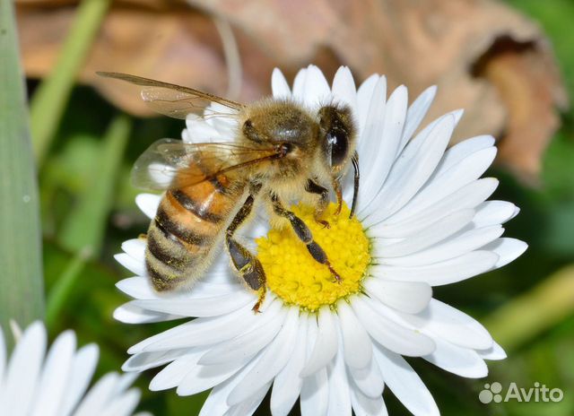 Пчелы и пчелопакеты