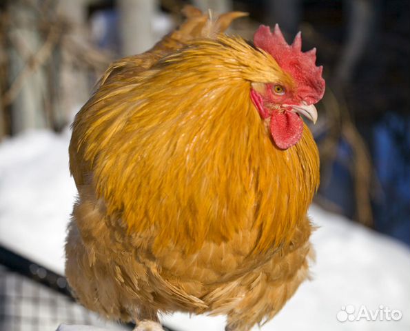 Ия маран чёрно медный, орпингтон, Борковская