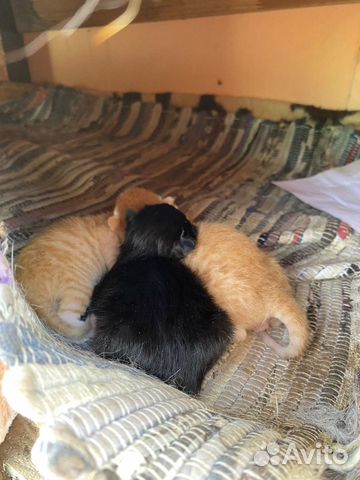 Котята в добрые руки