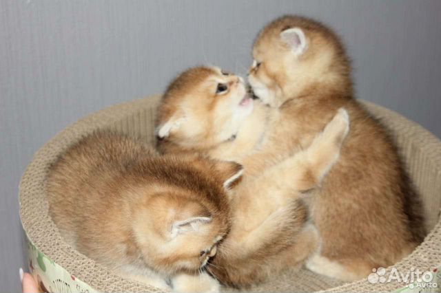 Элитные клубные золотые шиншиллы