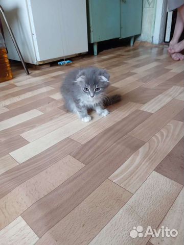 Кошки бесплатно