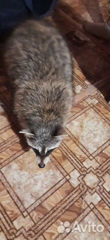 Енот с клеткой