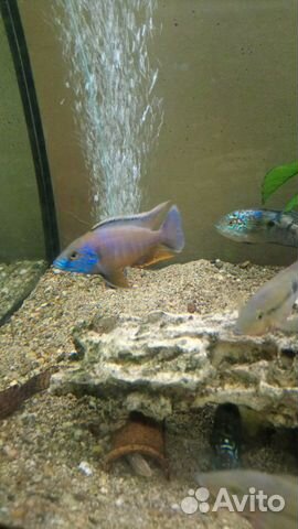 Аулонокара Рэд Флэш