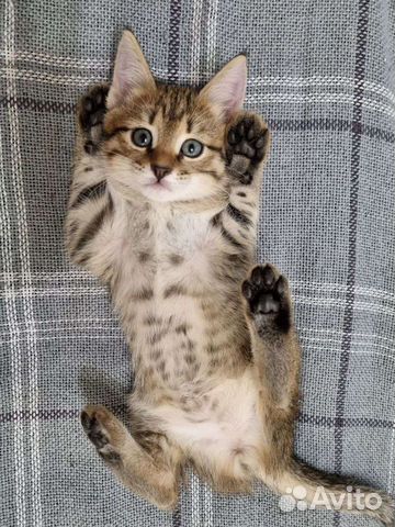 Котёнок полосатый, коричневый