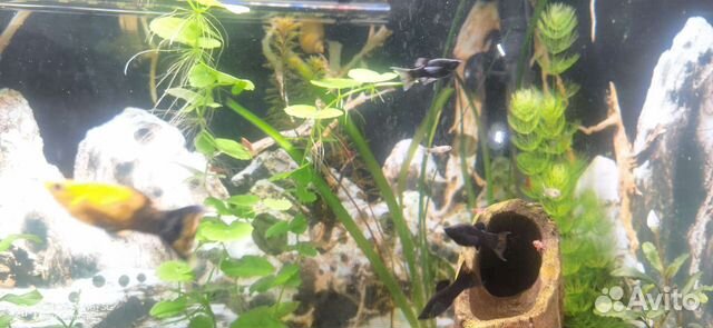 Рыбки молинезии