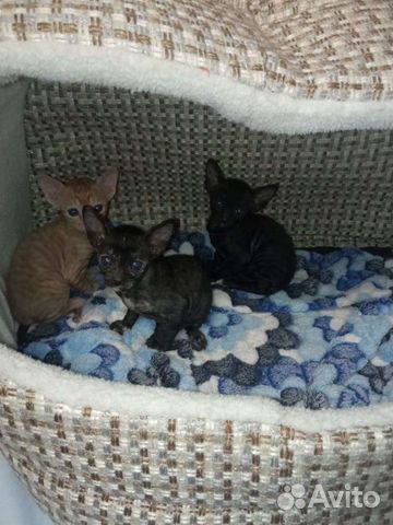 Кошки корниш-рекс