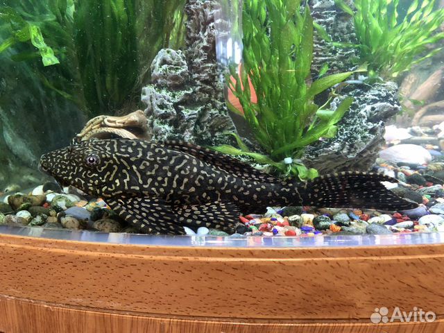 Парчовые сомы присоски