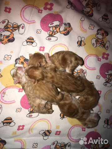 Котята курильский бобтейл