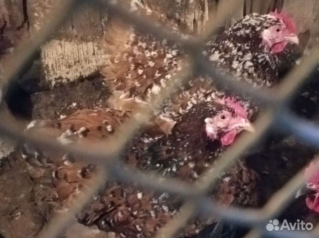 Куры Орпингтон ситцевый