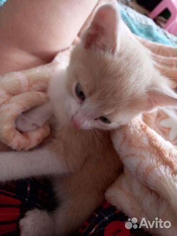 Рыжий котенок