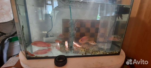 Аквариумные рыбки