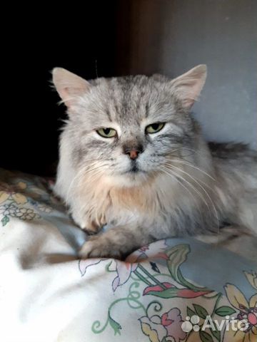 Серенький котик