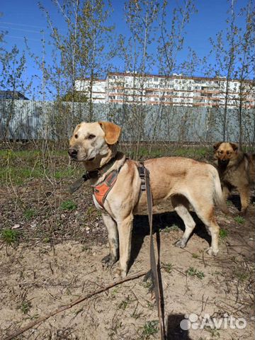 Собака в добрые руки