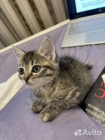 Котенок
