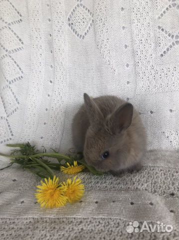 Декоративные кролики mini