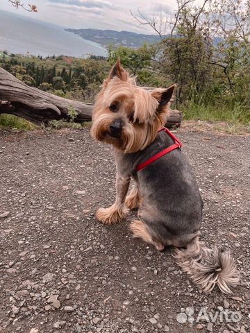 Вязка кобель йорширский терьер