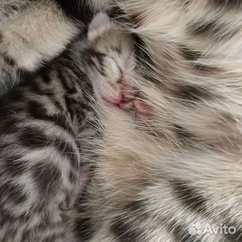 Котëнок в хорошие руки