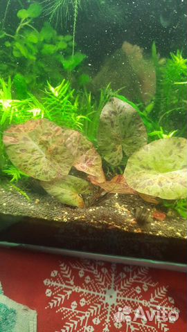 Аквариумные растения