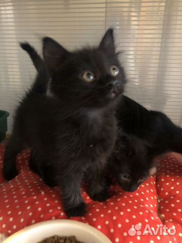 Котенок Черничка