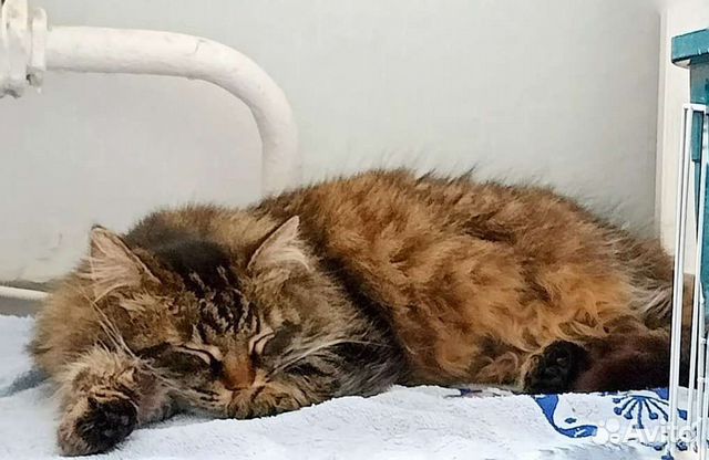 Кошка в добрые руки