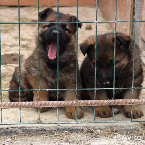 Щенки овчарок-лохмат и стандарт -рабочие на охрану