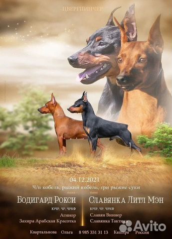 Рыжая крошка