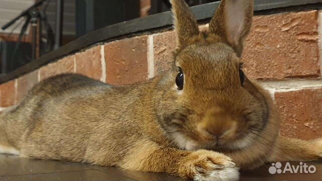 Кролик декоративный