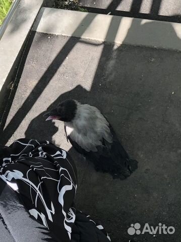 Отдадим воронёнка в ответственные руки