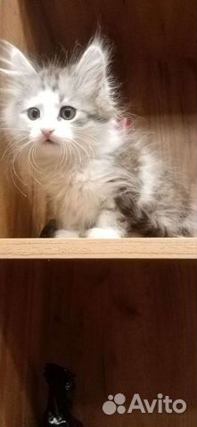Котëнок в добрые руки