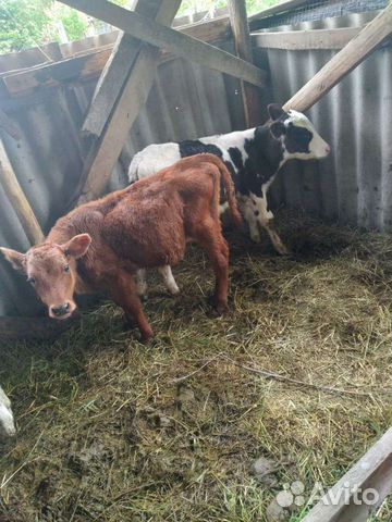 Бычки и телочка