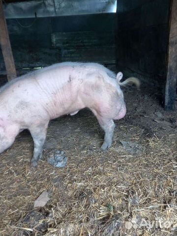 Хряк йоркшир