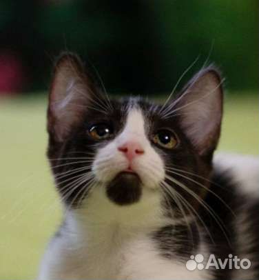 Котенок Кнопочка., 2,5 месяца