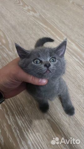 Британские котята