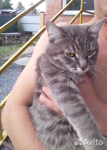 Кошка в дар бесплатно
