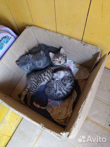 Котята курилький бобтейл