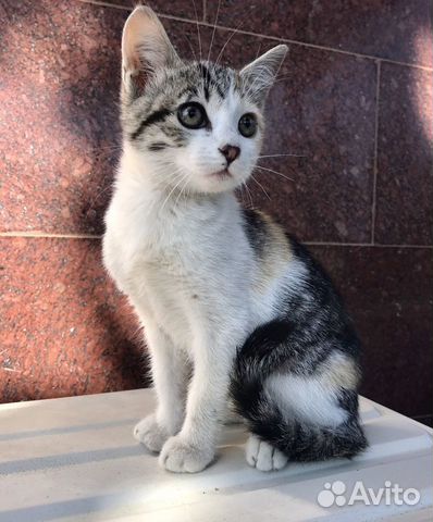 Котенок кошечка очень ищет дом