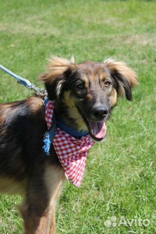 Хасан тоскует в приюте