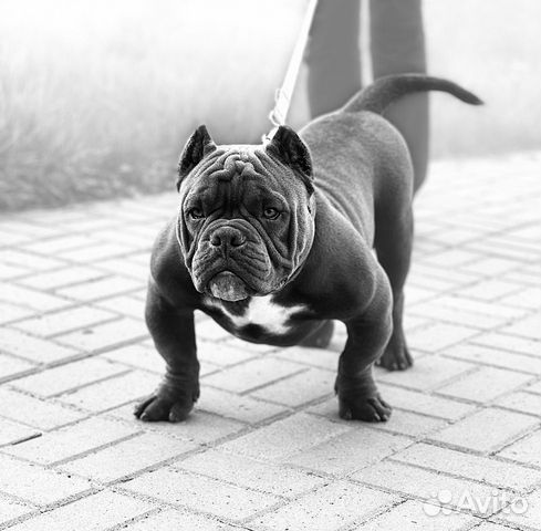 Американбулли экзот