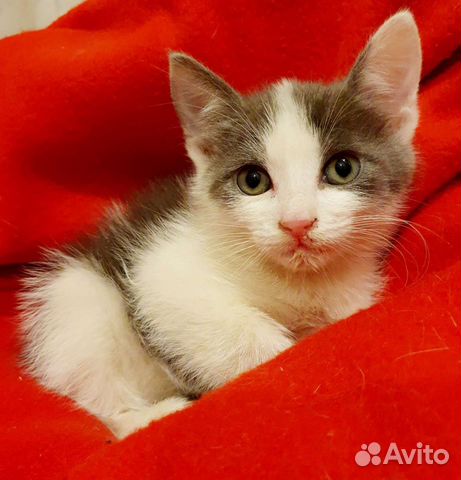 Котенок 1 мес Джейк Шаболовский