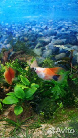 Пецилии флаговые