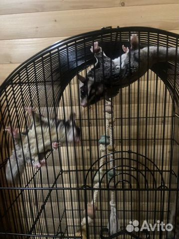 Белка летяга