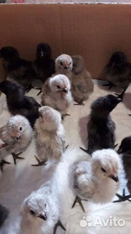 Цыплята породы америкуан лавандовый серебристый