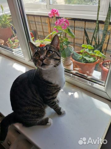 Кошка
