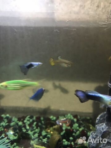 Аквариумные рыбки гуппи