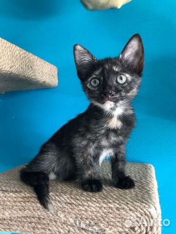 Малышка с необычным окрасом