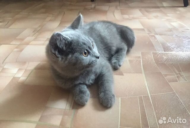Британские котята