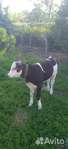 Телочка 1.5 мес