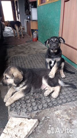 Собака в добрые руки отдам бесплатно