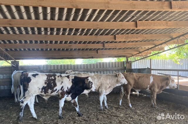 Продаются быки