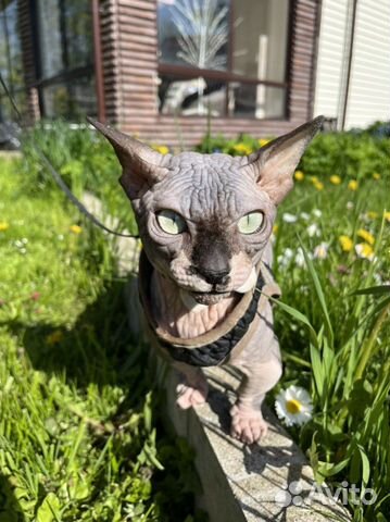 Кот бамбино